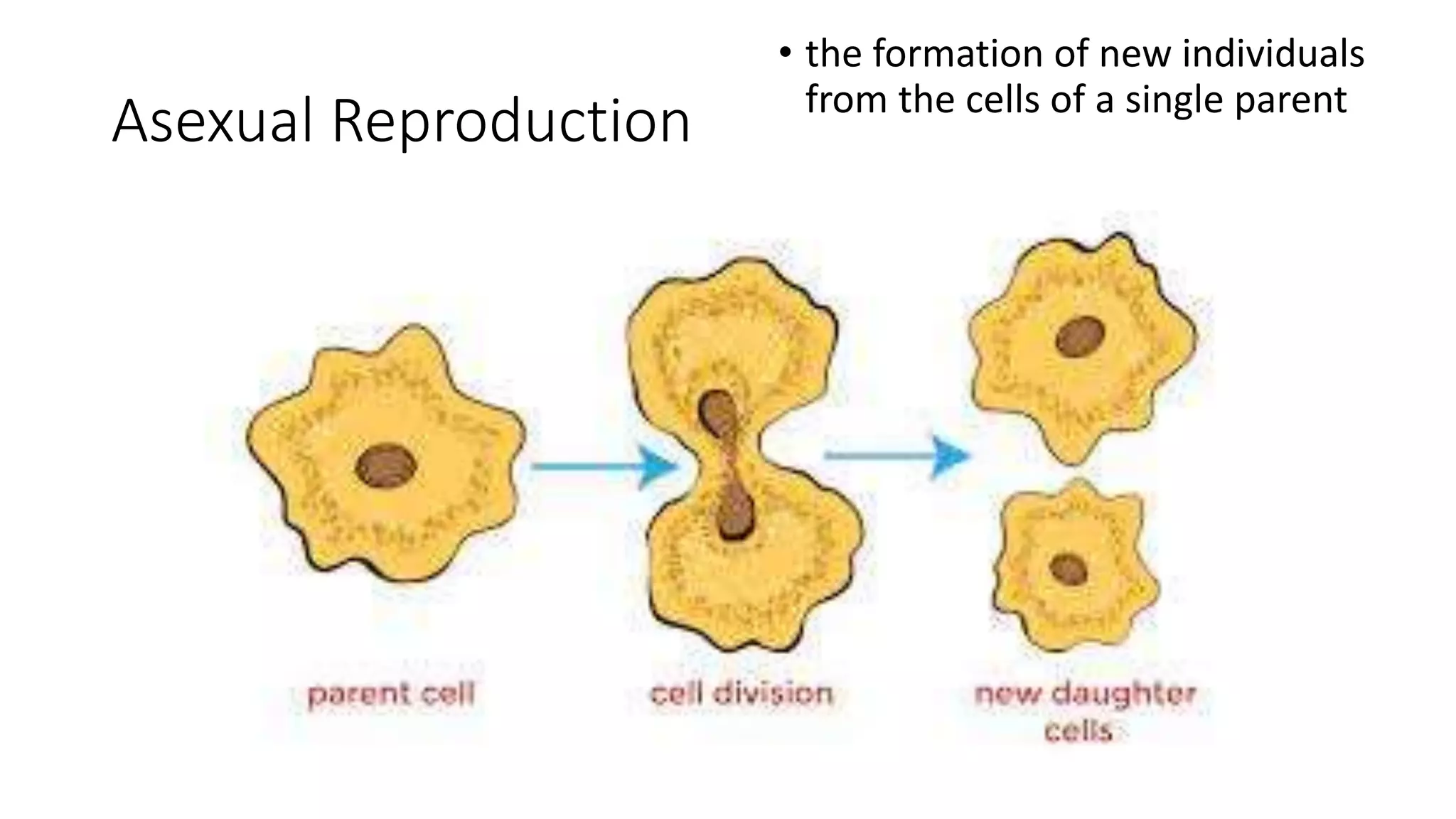 Perpetuation of Life.ppt | Reproductive Health | Diseases and Conditions