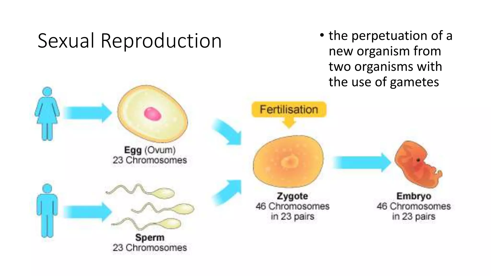 Perpetuation of Life.ppt