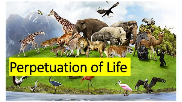 Perpetuation of Life.ppt | Reproductive Health | Diseases and Conditions