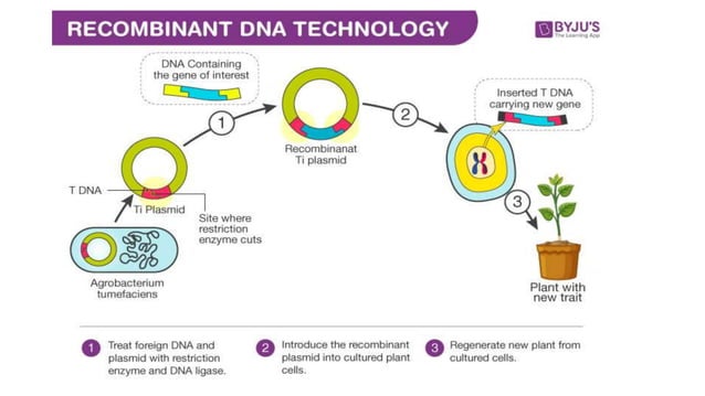 Perpetuation of Life.ppt | Reproductive Health | Diseases and Conditions