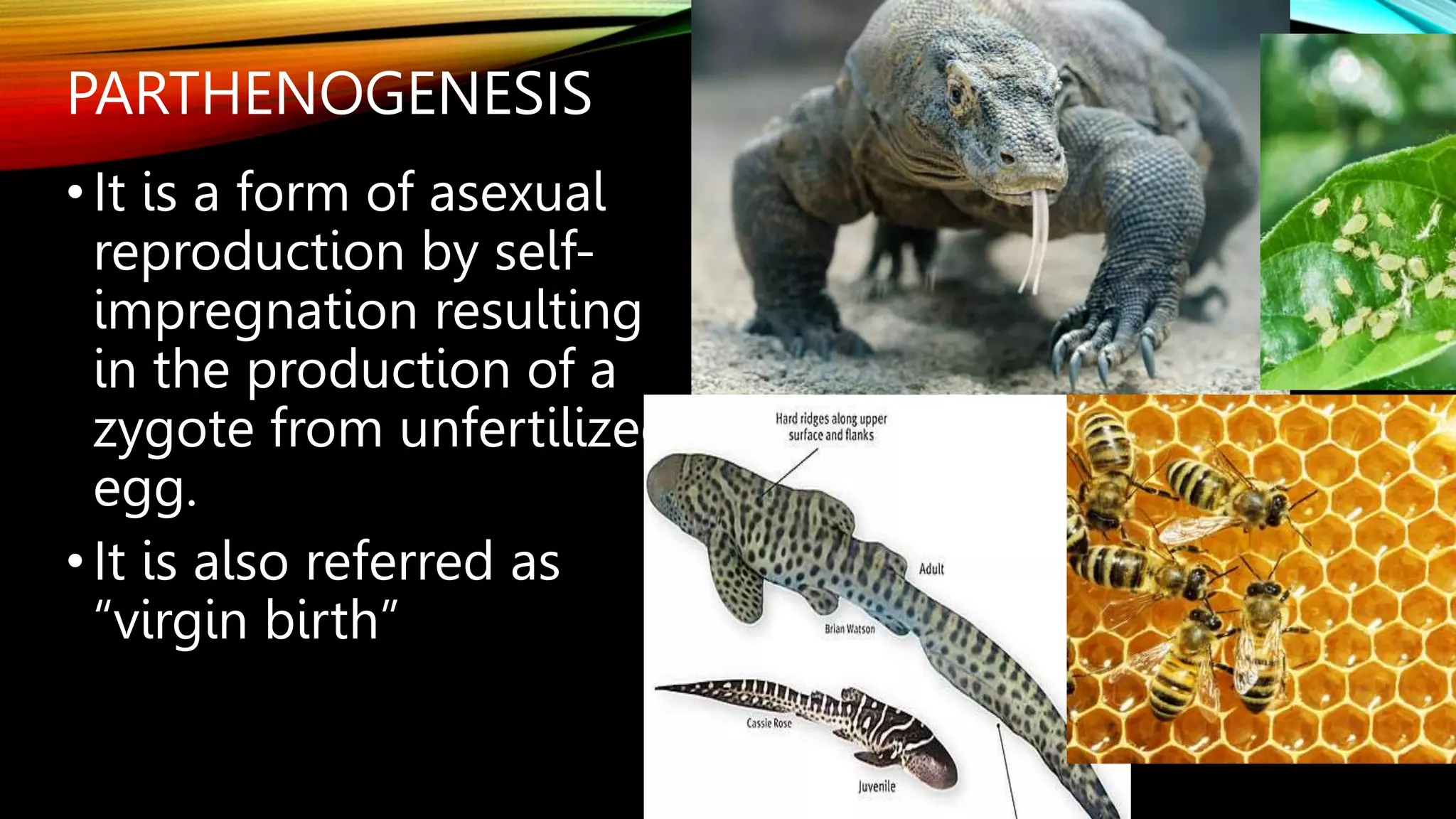 PERPETUATION OF LIFE.pptx