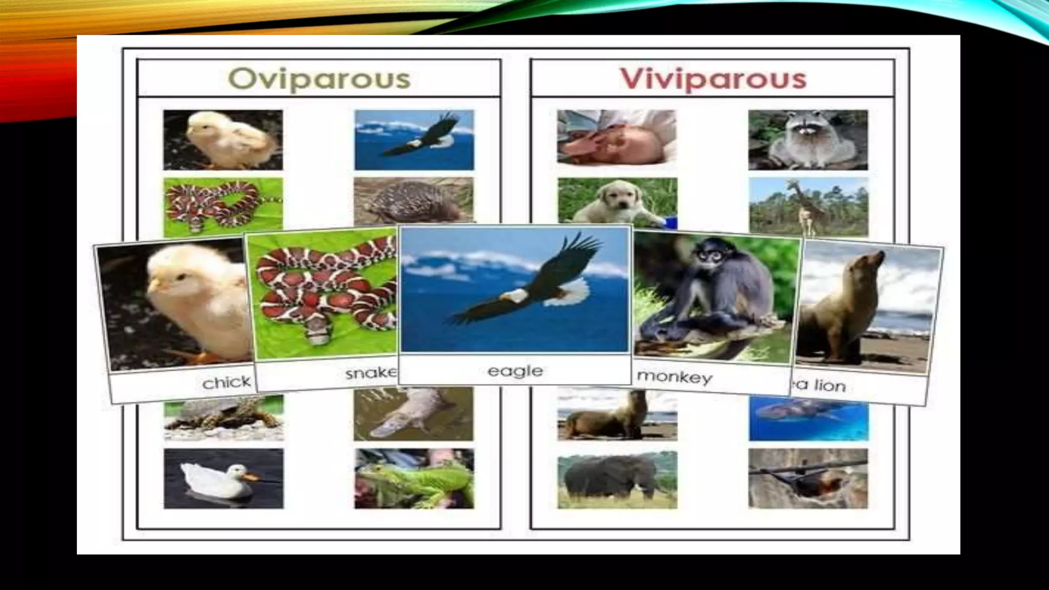 PERPETUATION OF LIFE.pptx