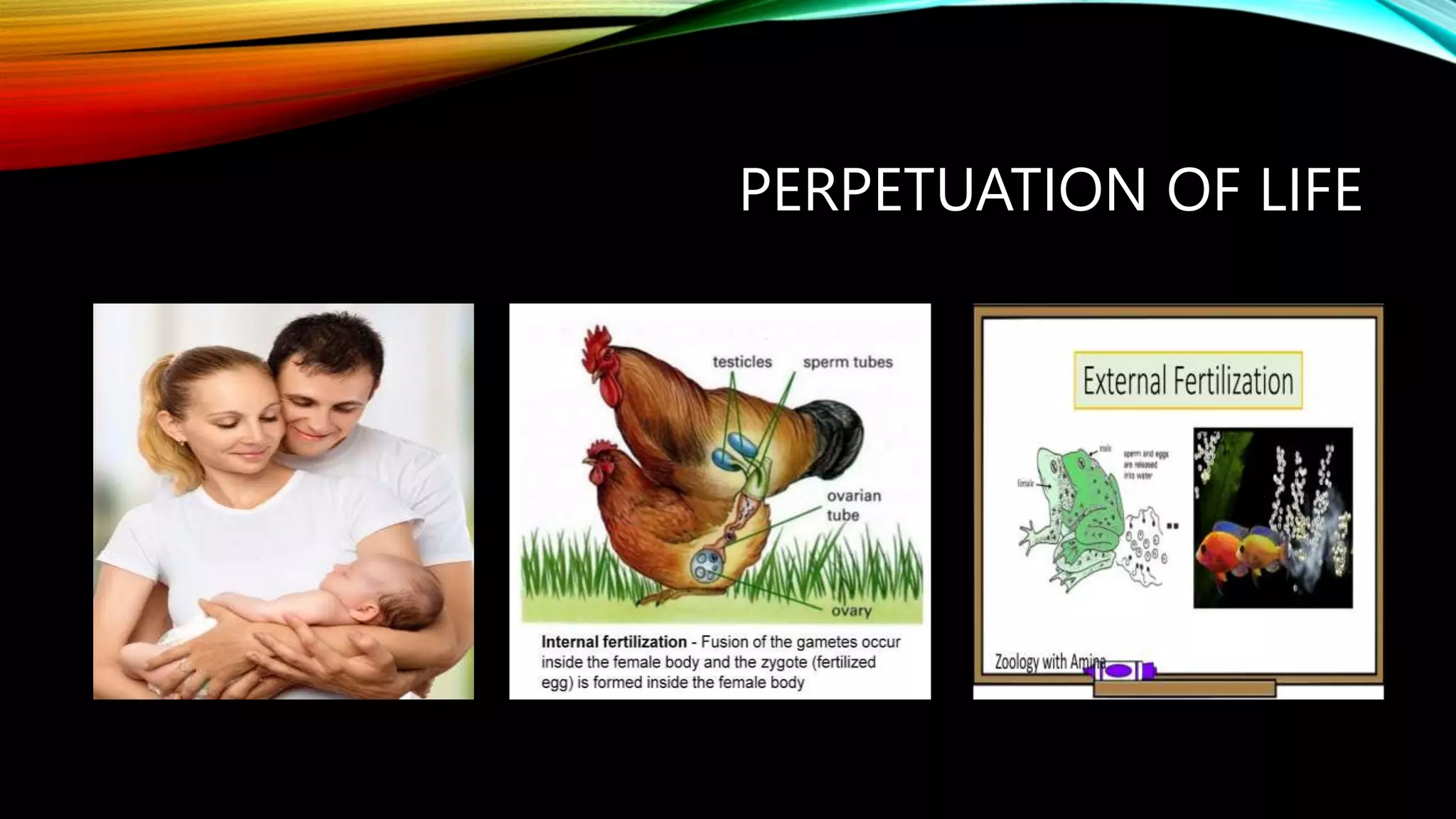 PERPETUATION OF LIFE.pptx