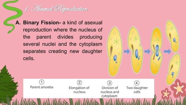 PERPETUATION OF LIFE.pptx bbbbbbbbbbbbbbbb | PPT