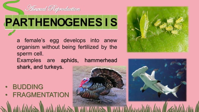 PERPETUATION OF LIFE.pptx bbbbbbbbbbbbbbbb | PPT