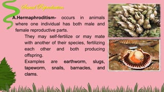 PERPETUATION OF LIFE.pptx bbbbbbbbbbbbbbbb | PPT