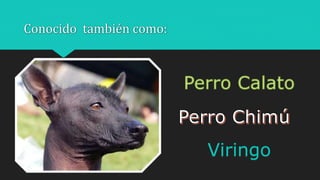 Perro peruano | PPTX