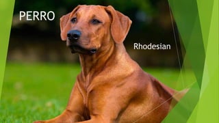 Los Rhodesian Ridgeback Son Agresivos
