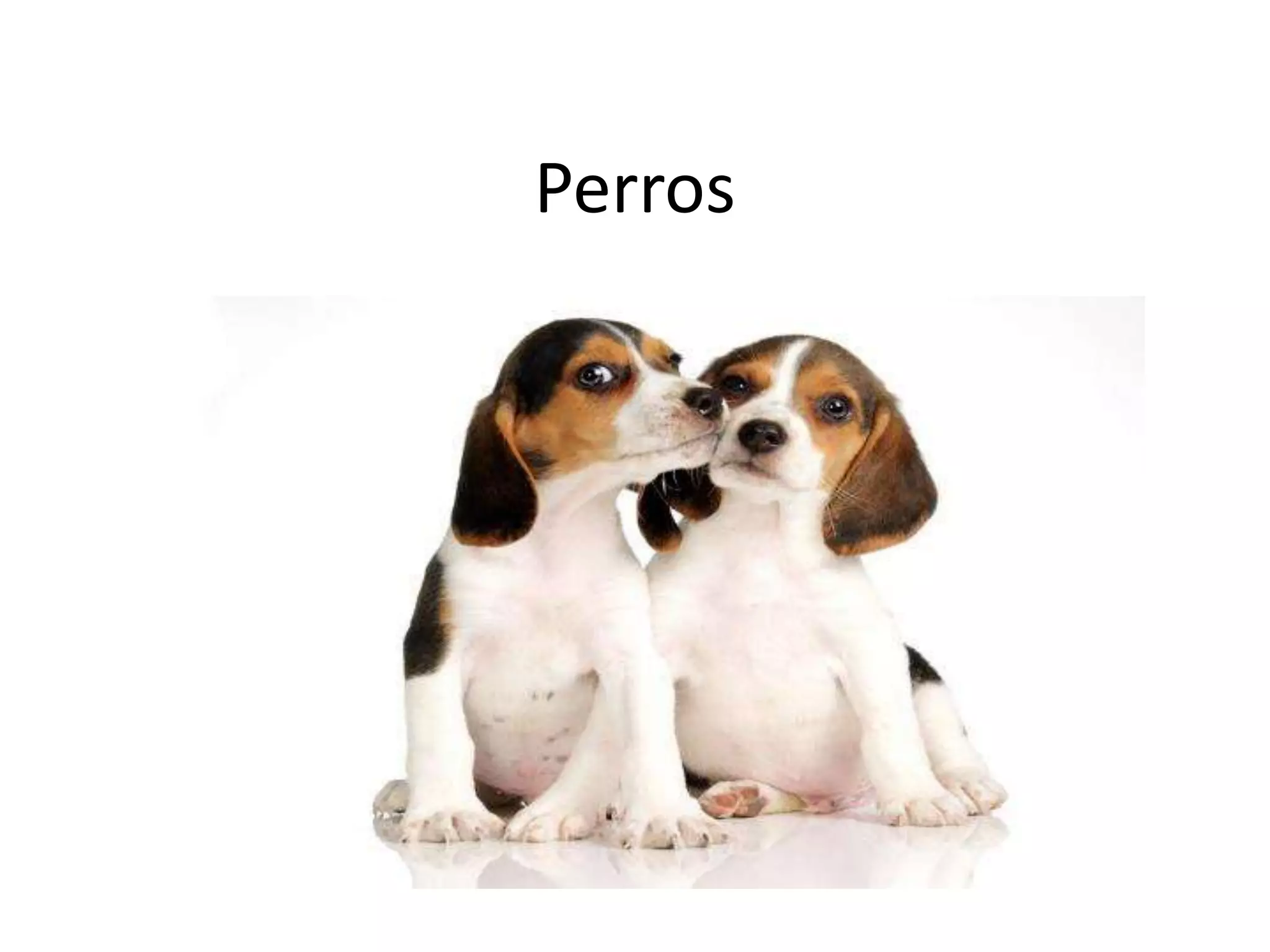 Perros | PPTX