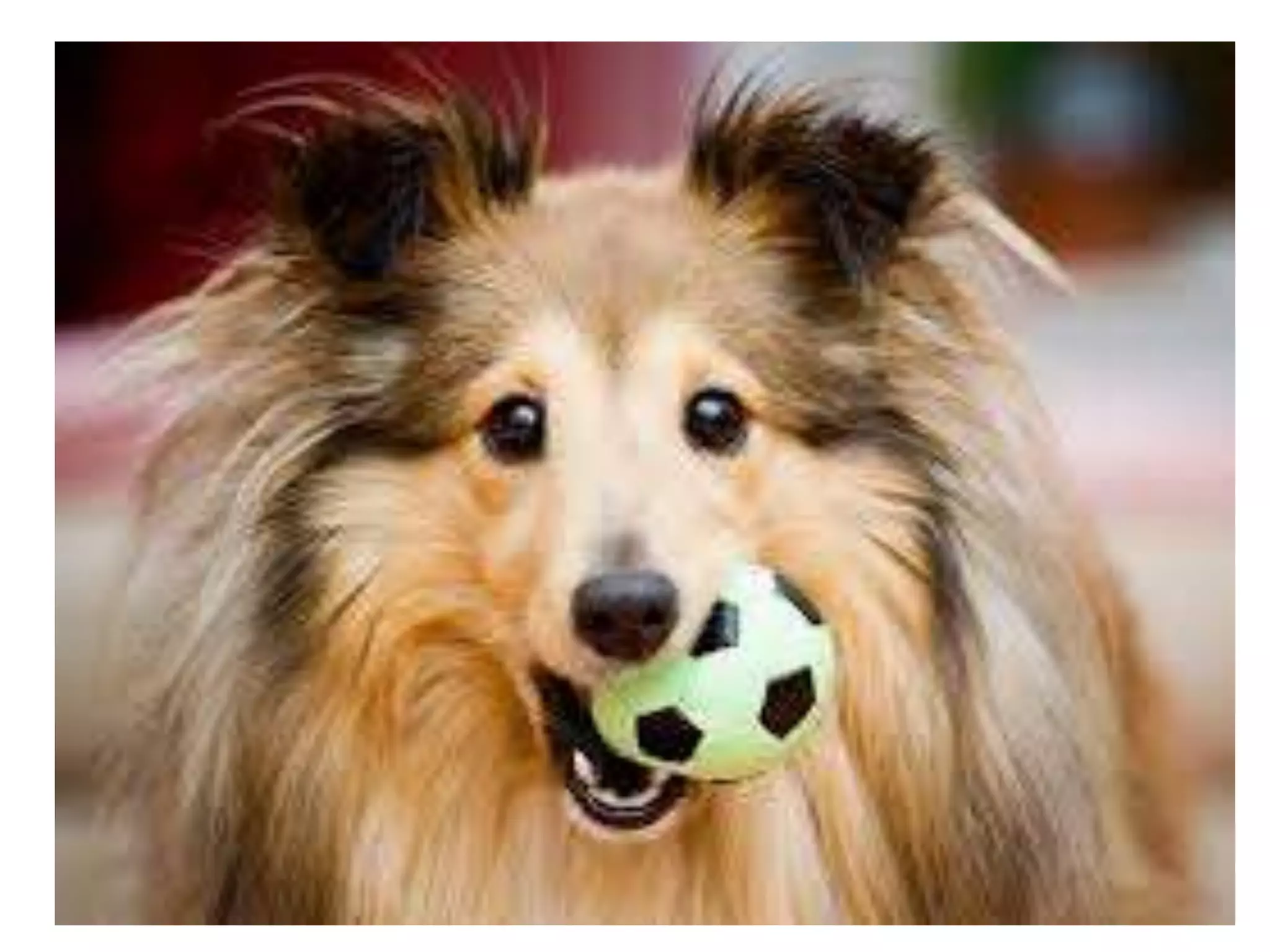 PERROS | PPTX | Dogs | Pets