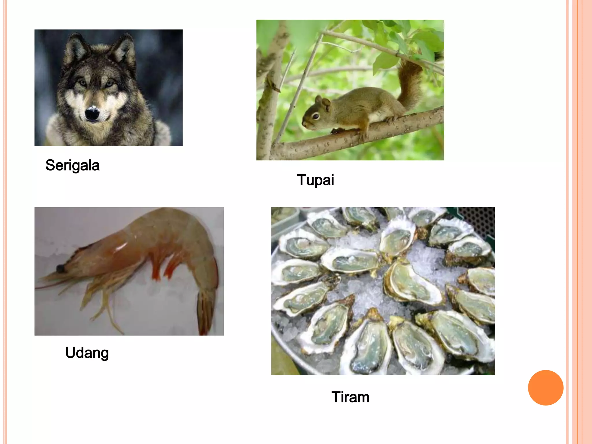 Persebaran fauna di benua eropa | PPTX