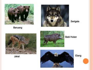 Persebaran fauna di benua eropa | PPTX