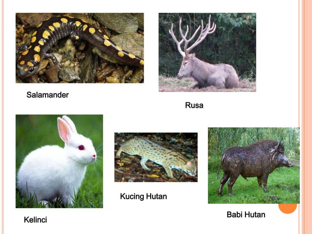 Persebaran fauna di benua eropa | PPT | Free Download