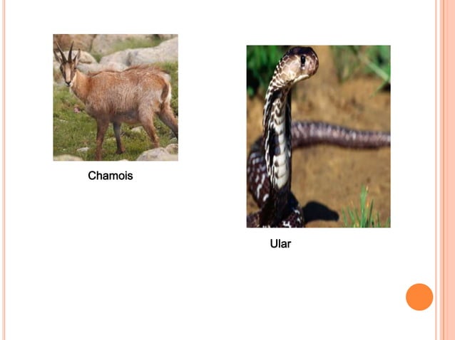 Persebaran fauna di benua eropa | PPT | Free Download