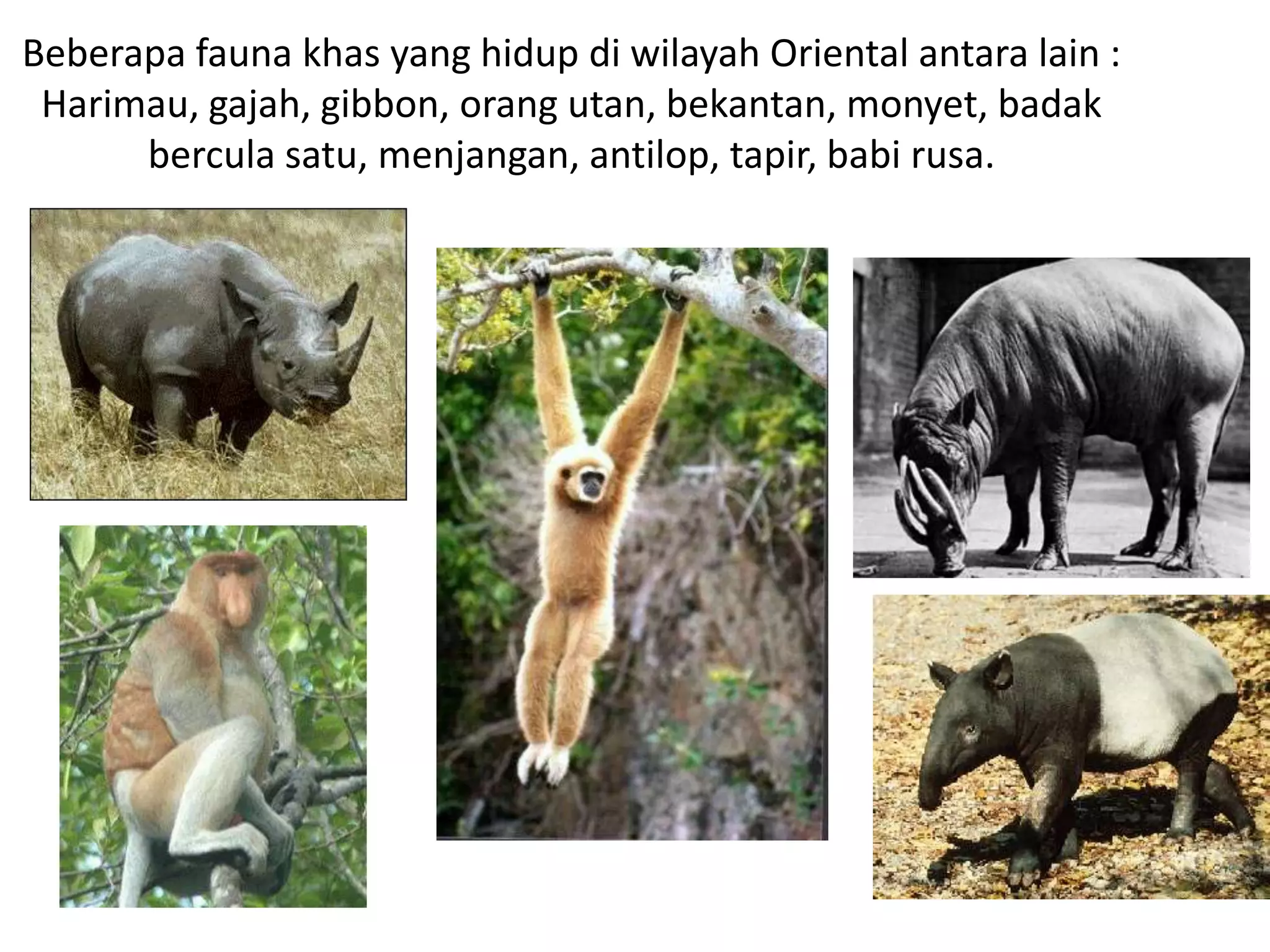 Persebaran fauna di ASIA | PPTX