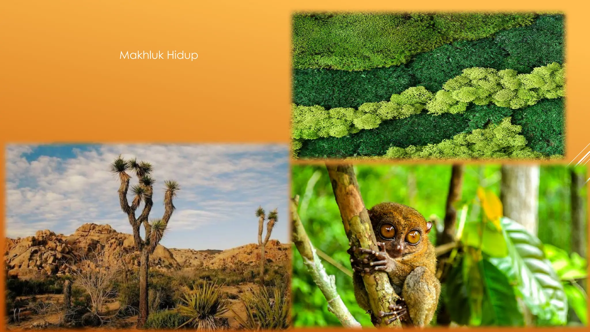 PERSEBARAN FLORA DAN FAUNA di Indonesia dan Dunia | PPT