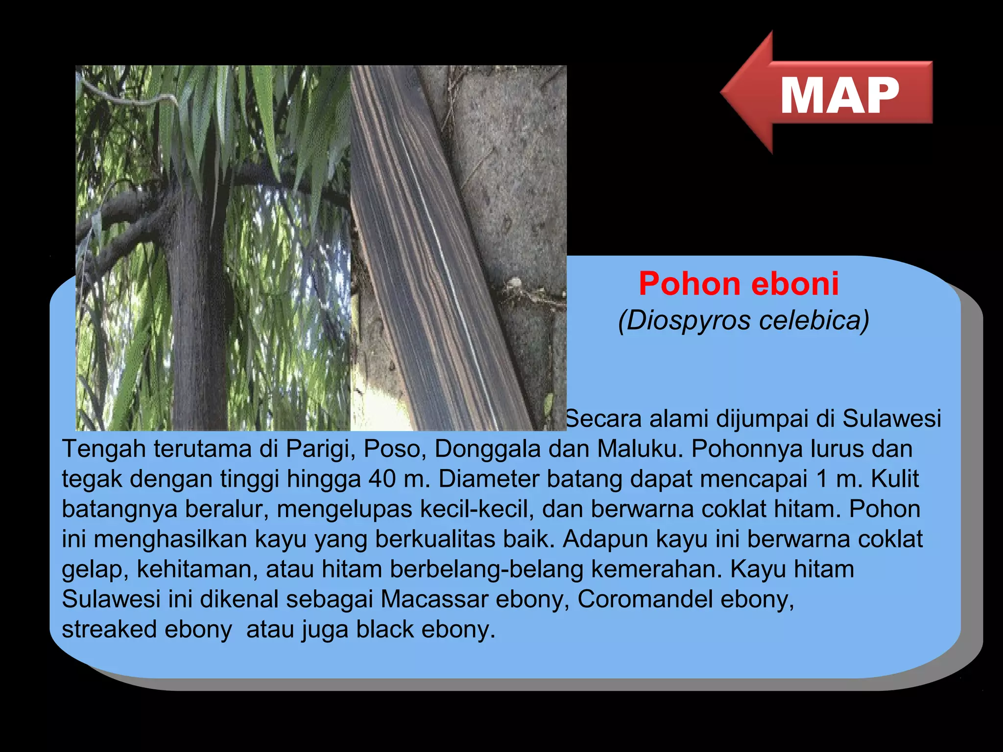 Persebaran flora dan fauna 2 | PPT