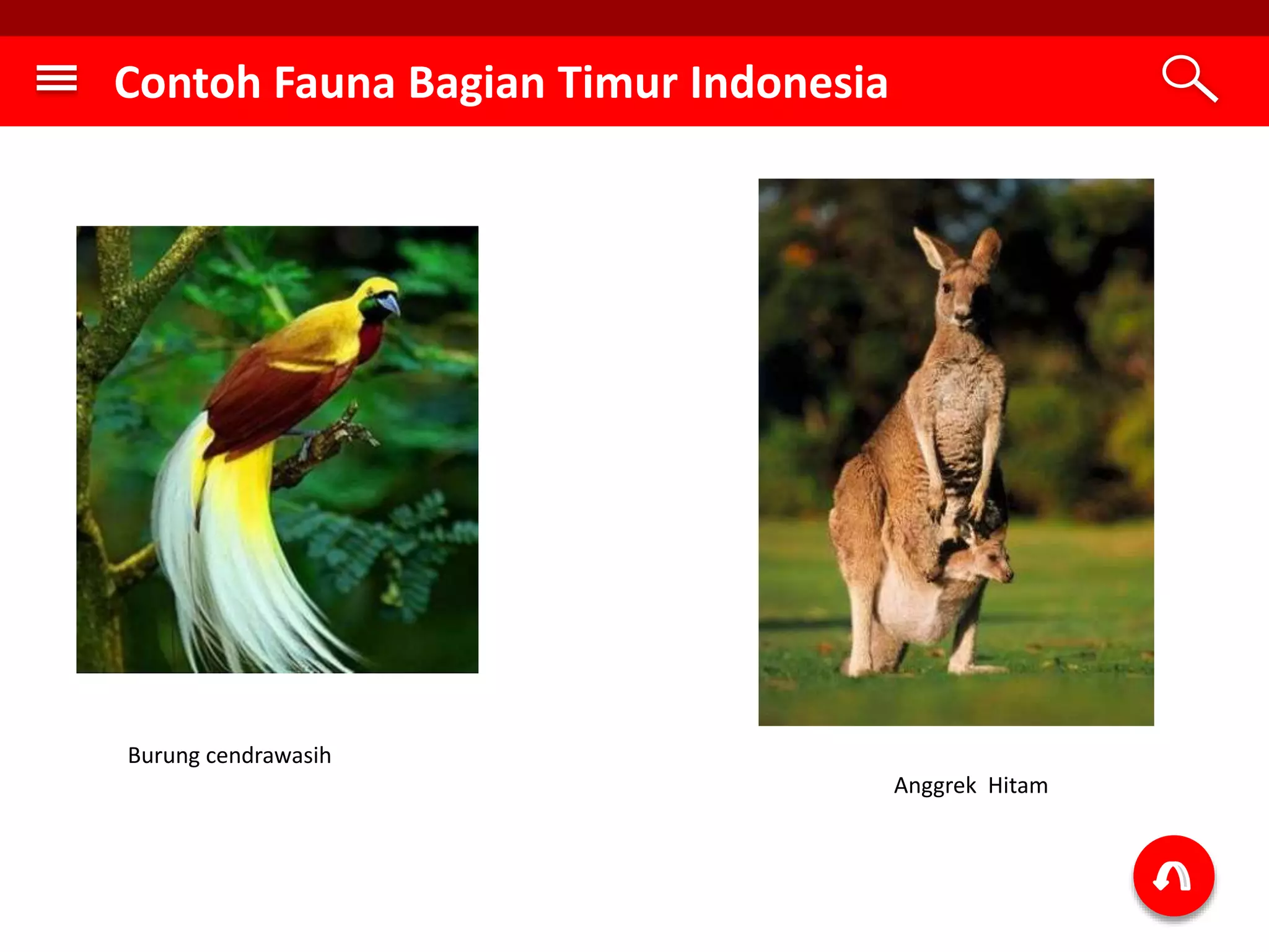 Persebaran flora dan fauna diindoneia | PPTX