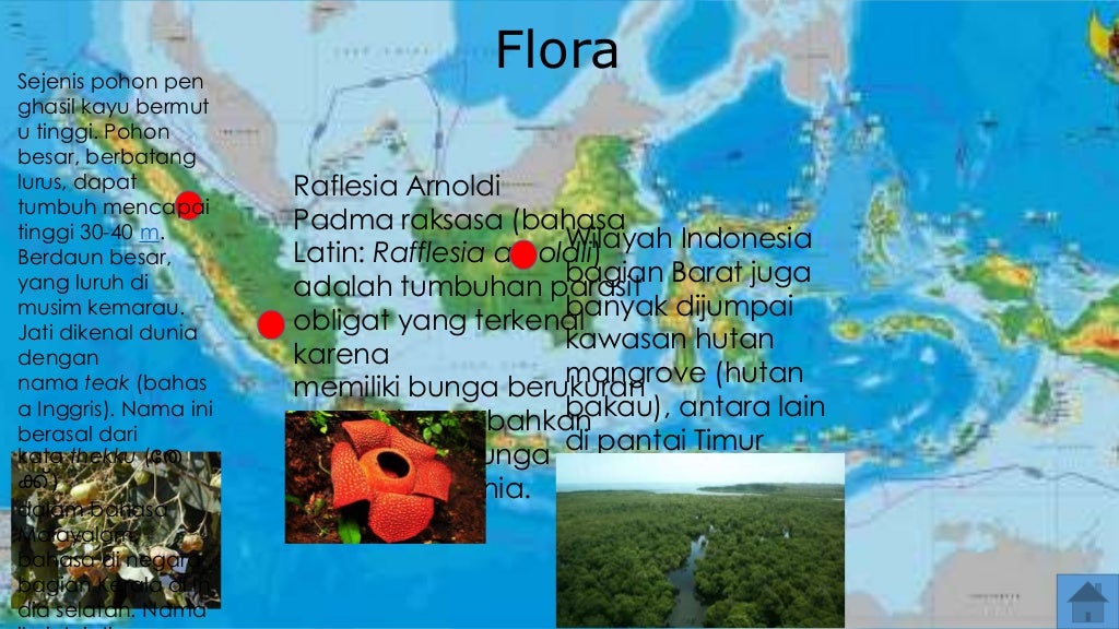 Persebaran Flora Dan Fauna Di Indonesia