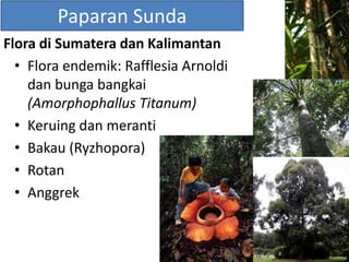 PERSEBARAN FLORA DAN FAUNA INDONESIA.pptx