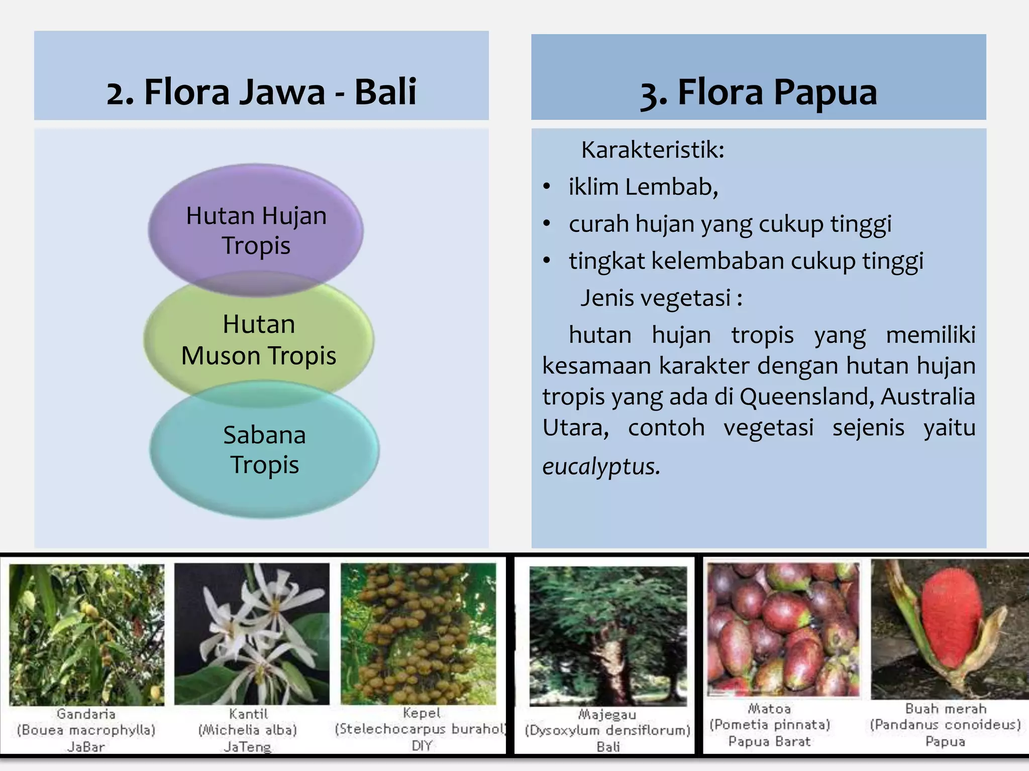 Persebaran flora di indonesia | PPTX