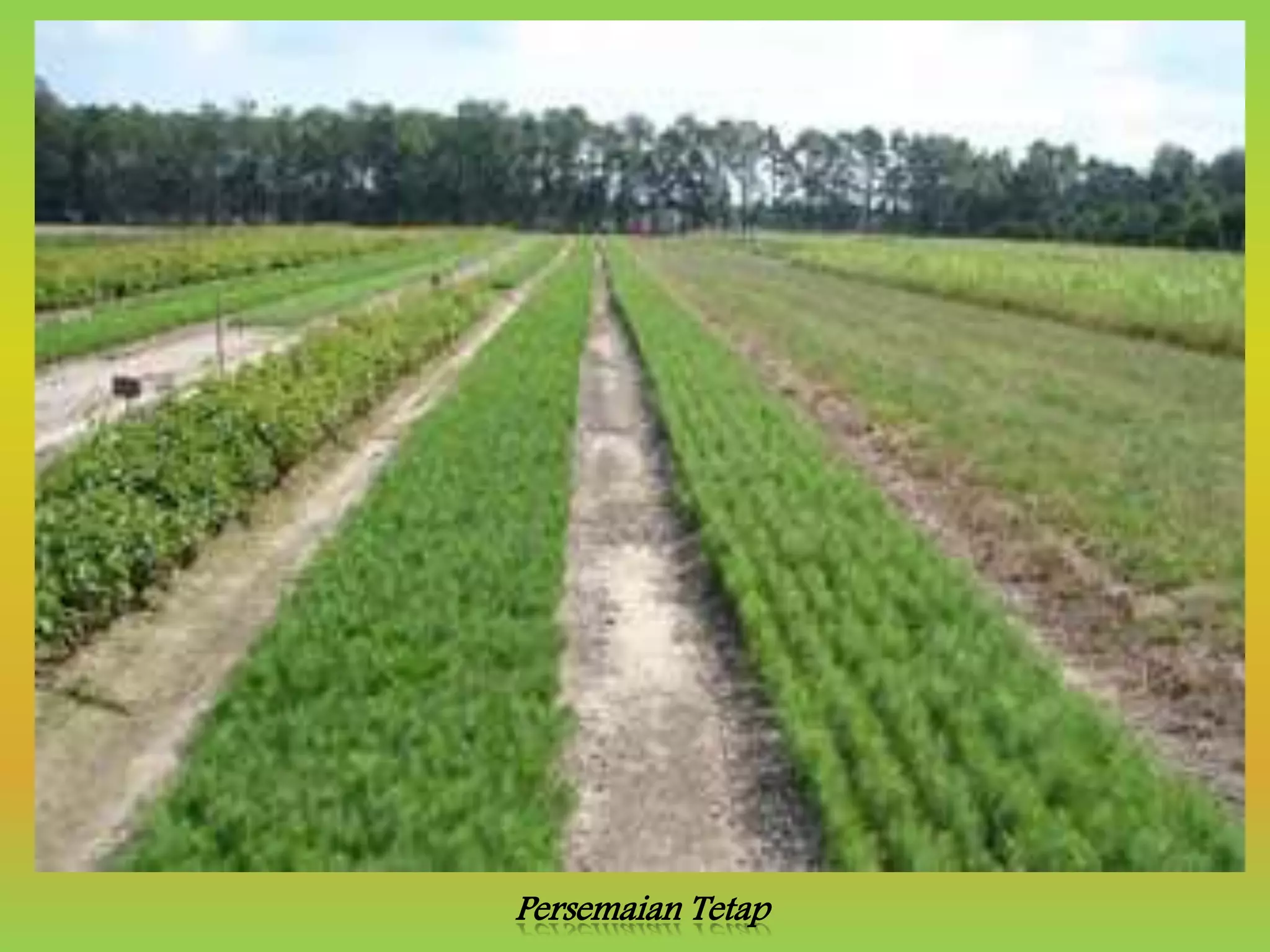 Persemaian tanaman | PPTX