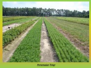 Persemaian tanaman | PPTX