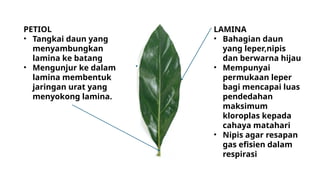 Persembahan Struktur Daun dan Fungsinya Form 5 | PPTX