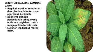 Persembahan Struktur Daun dan Fungsinya Form 5 | PPTX