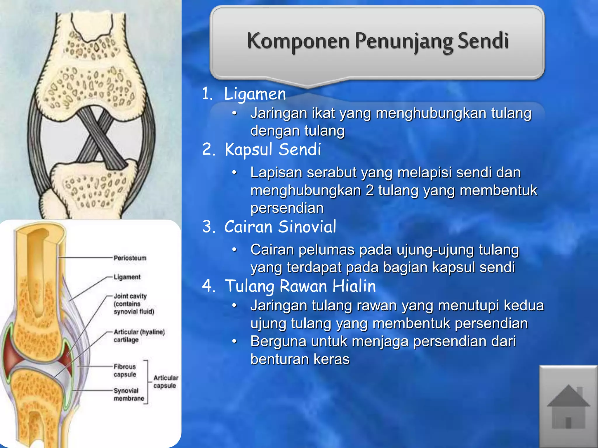 Persendian, biologi kelas xi | PPTX