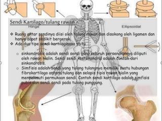 Persendian, biologi kelas xi | PPTX