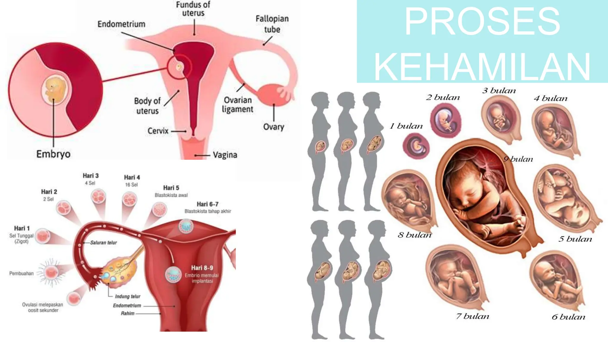 kesehatan reproduksi bagi remaja dan usia produktif | PPTX