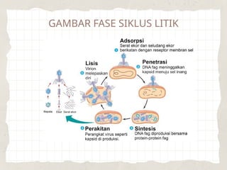 Persentasi Biologi_Kelas X 8_Kelompok 2_SIKLUS LITIK.pptx