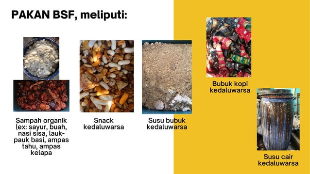 Persentasi cara budidaya maggot black soldier fly | PDF