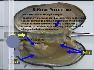 filum annelida dan filum mollusca | PPTX