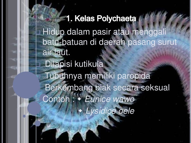 filum annelida dan filum mollusca