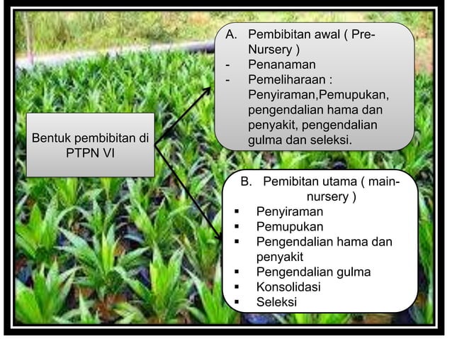 MANAJEMEN PERKEBUNAN KELAPA SAWIT | PPT
