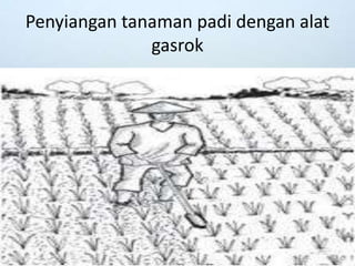 Persentasi padi-1(Tanaman Pangan) | PPTX