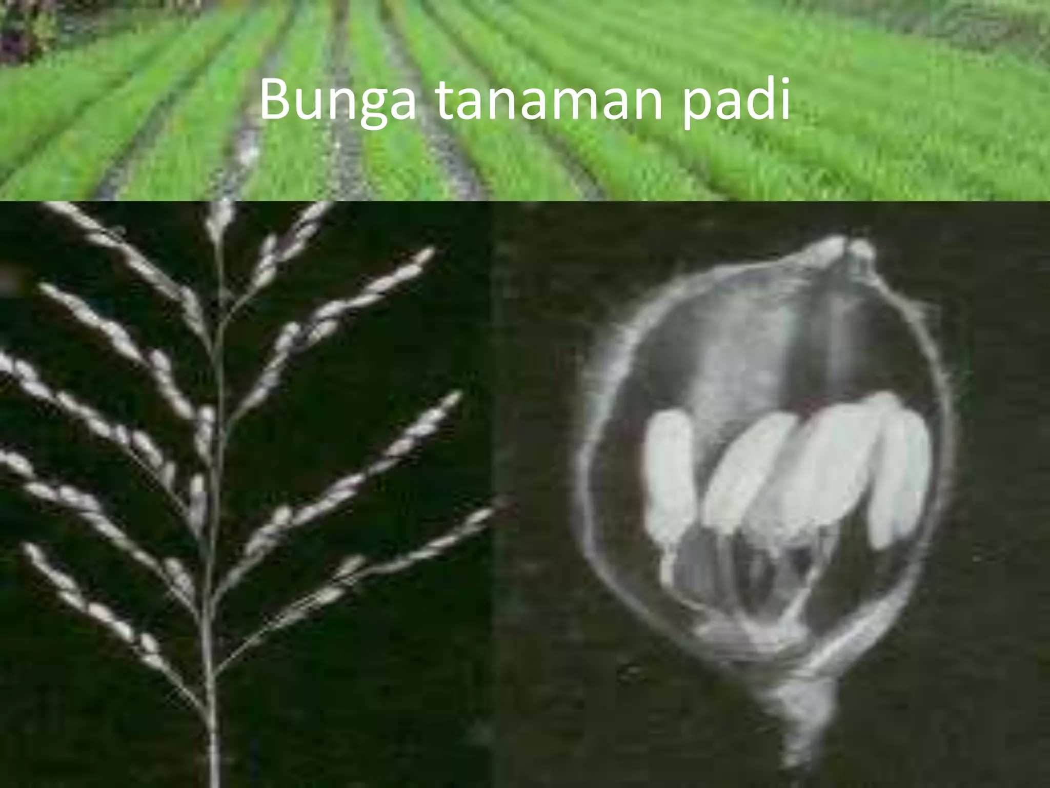 Persentasi padi2(Morfologi Padi) | PPTX