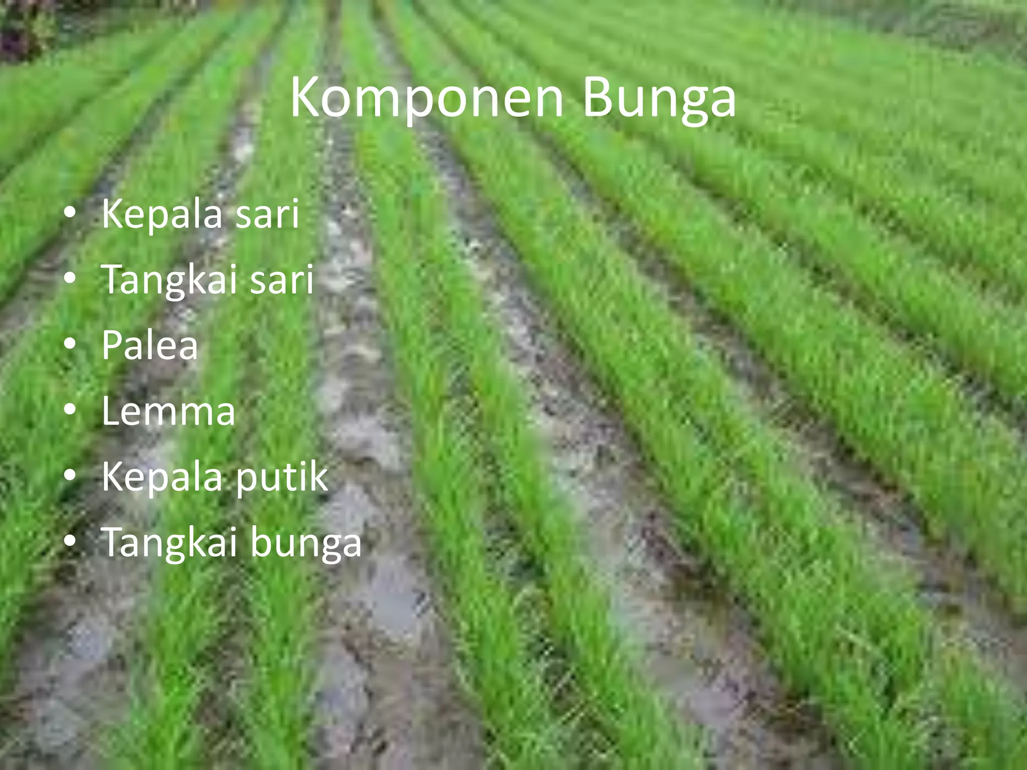 Persentasi padi2(Morfologi Padi) | PPTX