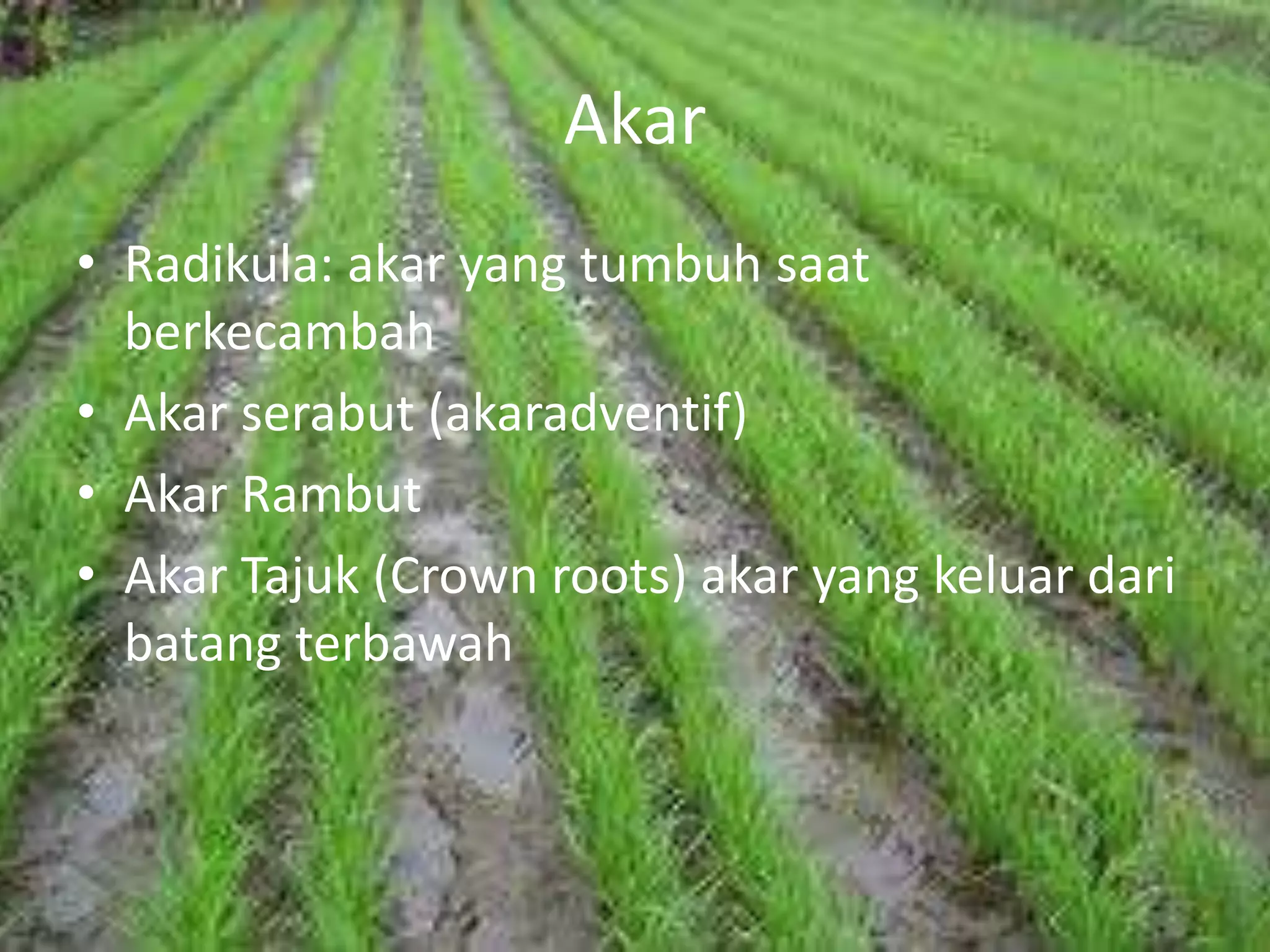 Persentasi padi2(Morfologi Padi) | PPTX