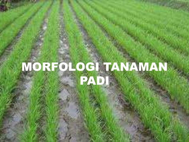 Persentasi padi2(Morfologi Padi) | PPTX