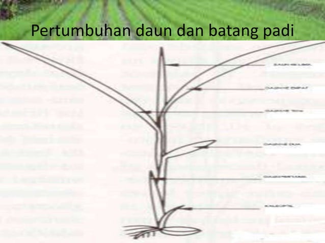 Persentasi padi2(Morfologi Padi) | PPTX