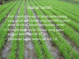 Persentasi padi2(Morfologi Padi) | PPTX