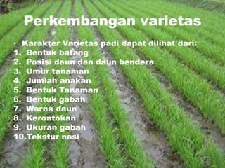Persentasi padi2(Morfologi Padi) | PPTX