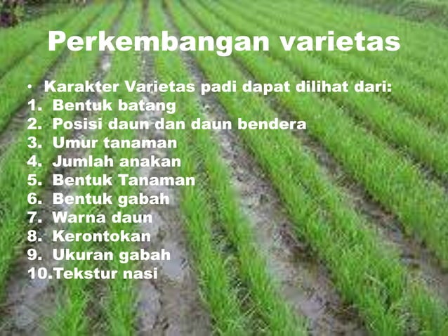 Persentasi padi2(Morfologi Padi) | PPTX