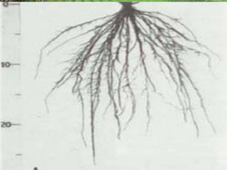 Persentasi padi2(Morfologi Padi) | PPTX