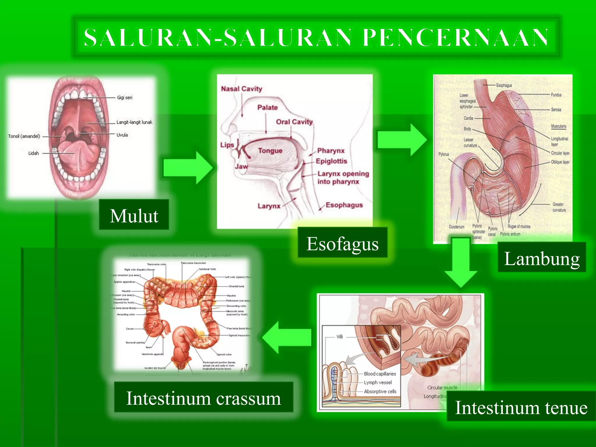 Presentasi Pencernaan Makanan (KARBOHIDRAT) | PPT
