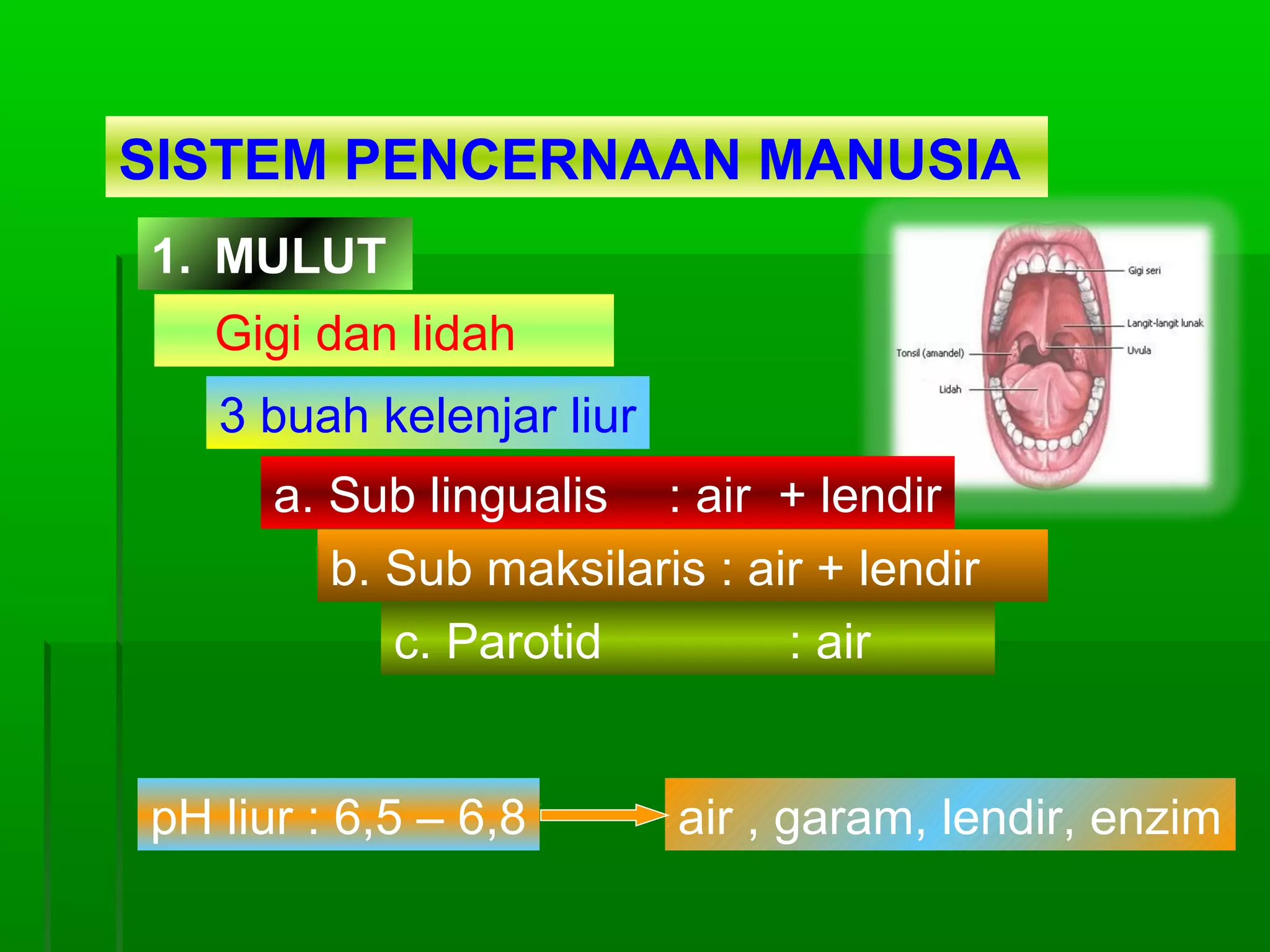 Presentasi Pencernaan Makanan (KARBOHIDRAT) | PPT