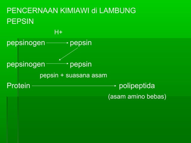 Presentasi Pencernaan Makanan (KARBOHIDRAT) | PPT
